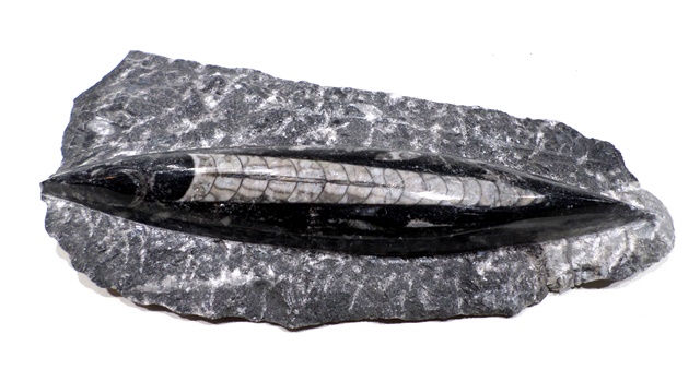 Geology & Nature: Orthoceras Fossil in Matrix