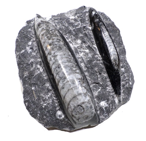 Geology & Nature: Orthoceras Fossil in Matrix - two fossils