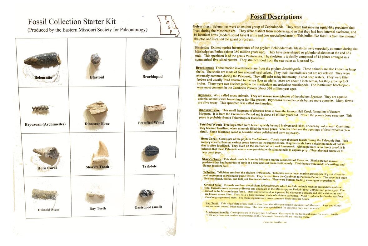 Geology & Nature: Fossil collector card