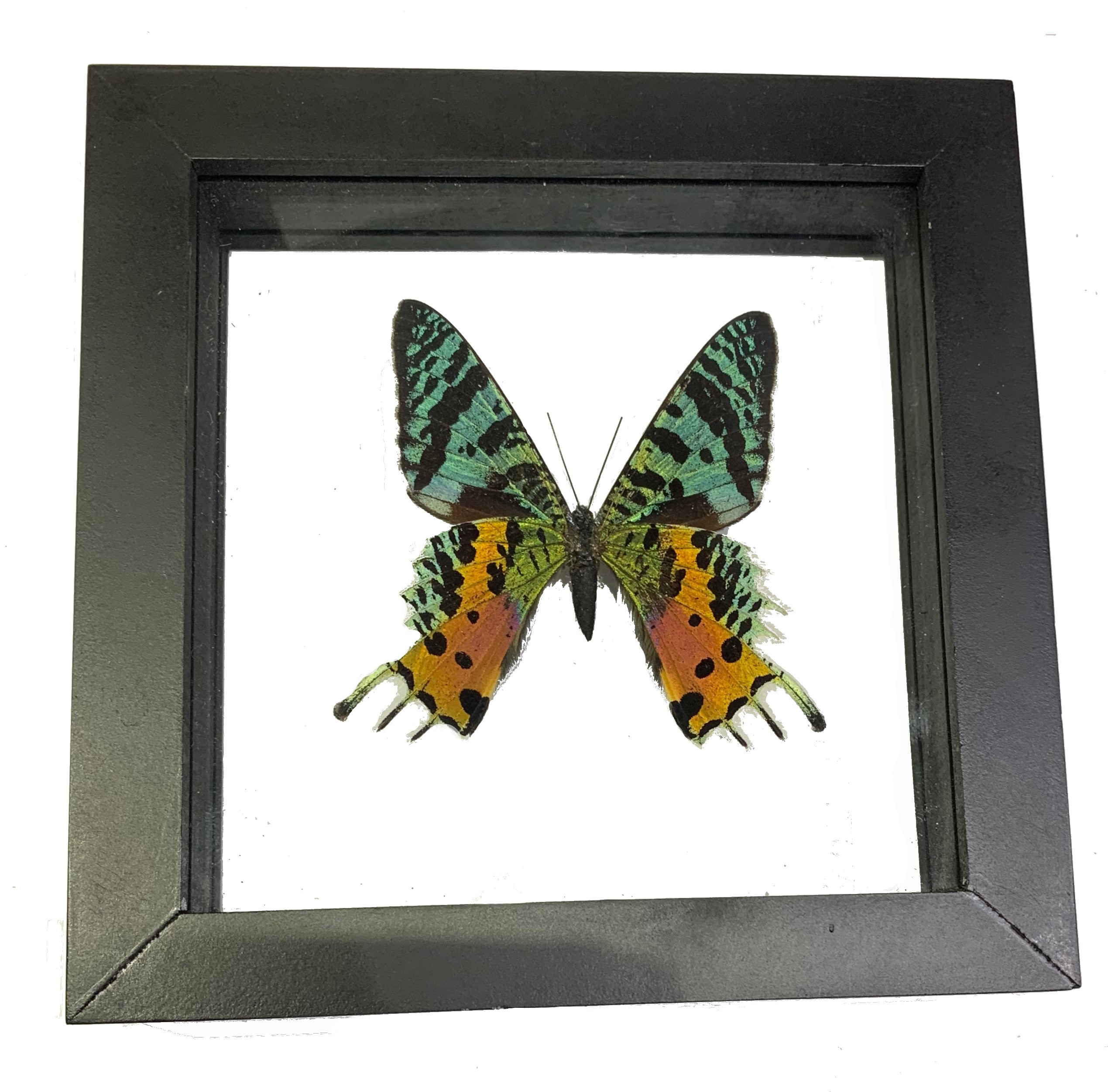 Geology & Nature: Sunset Moth Shadow Box